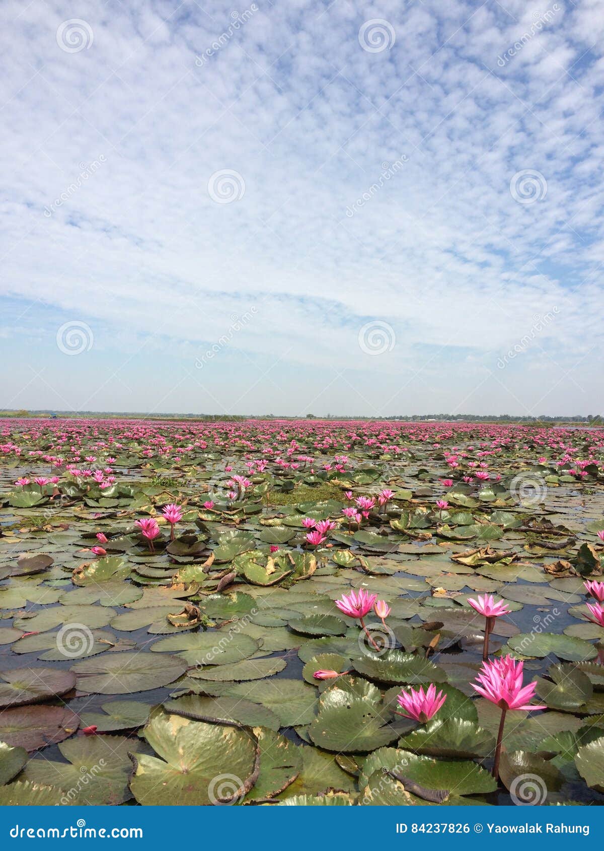 Lotus flower in the river stock photo. Image of lotus - 84237826