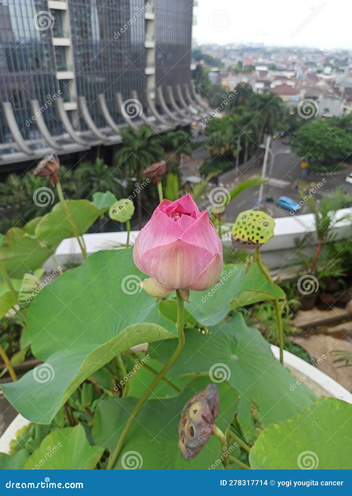 Lotus Flower on the Roof of the Building Stock Photo - Image of nature ...