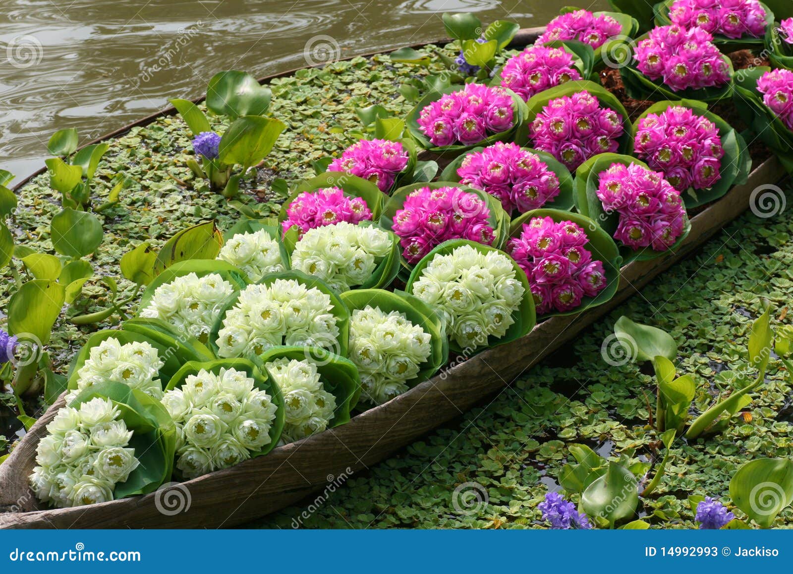 Lotus flower in ship stock image. Image of outdoors, asia - 14992993