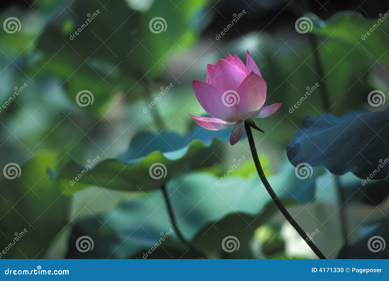 Lotus Flower on Slender Stem Stock Photo - Image of outdoors, stem: 4171330