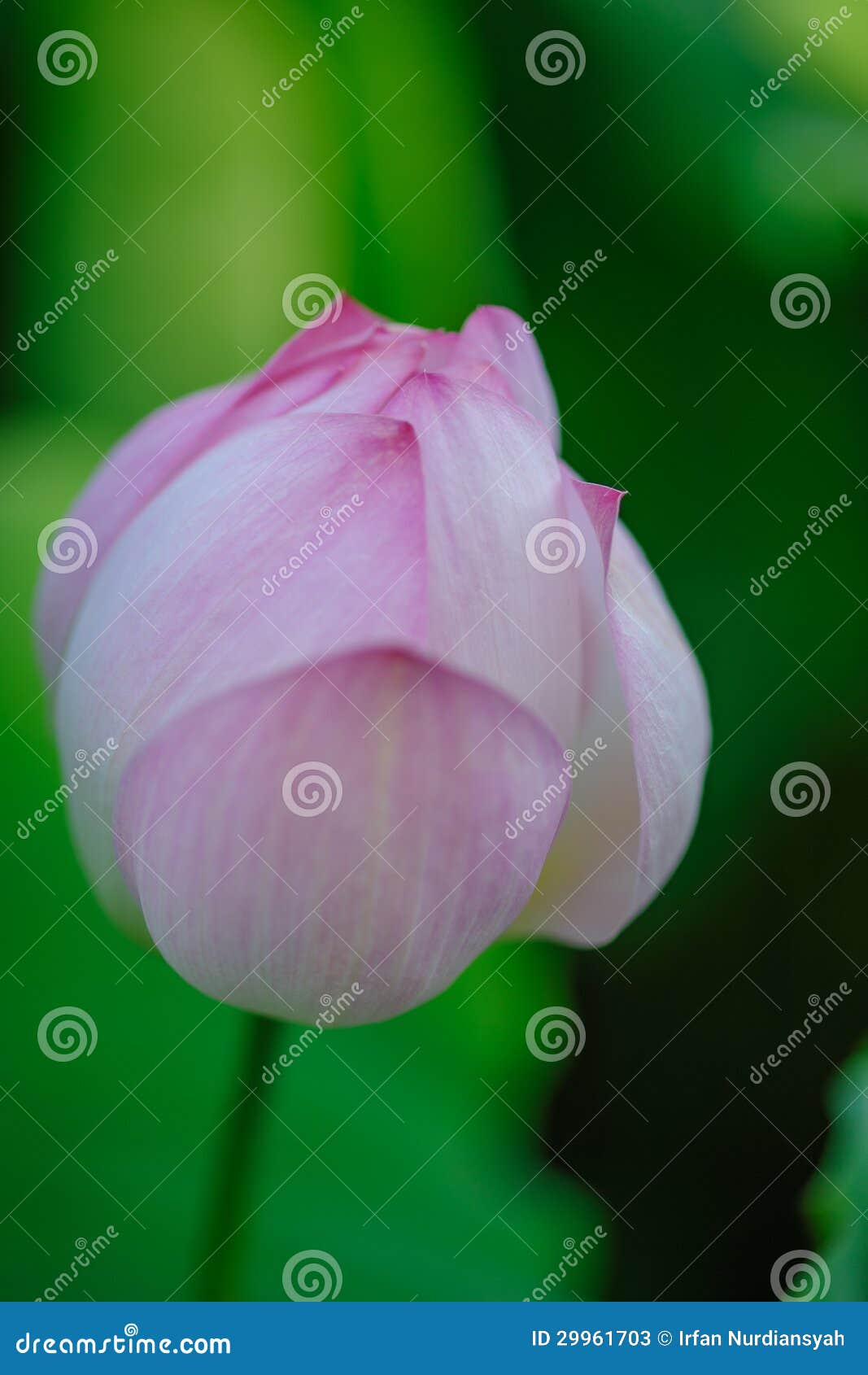 Lotus starting to bloom stock image. Image of petal, starting - 29961703