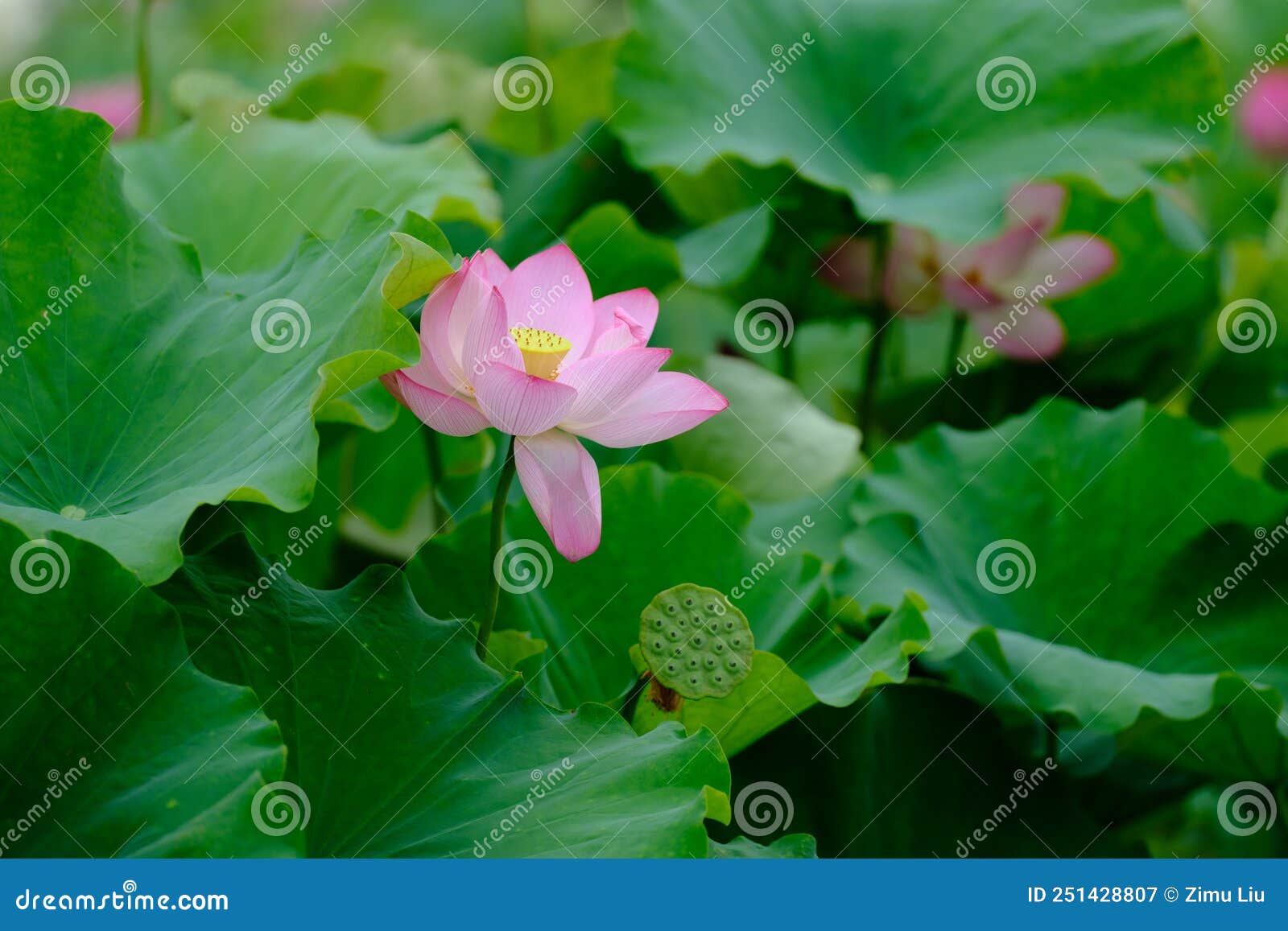 Lotus Flower at Summer Time Stock Image - Image of floral, nature ...