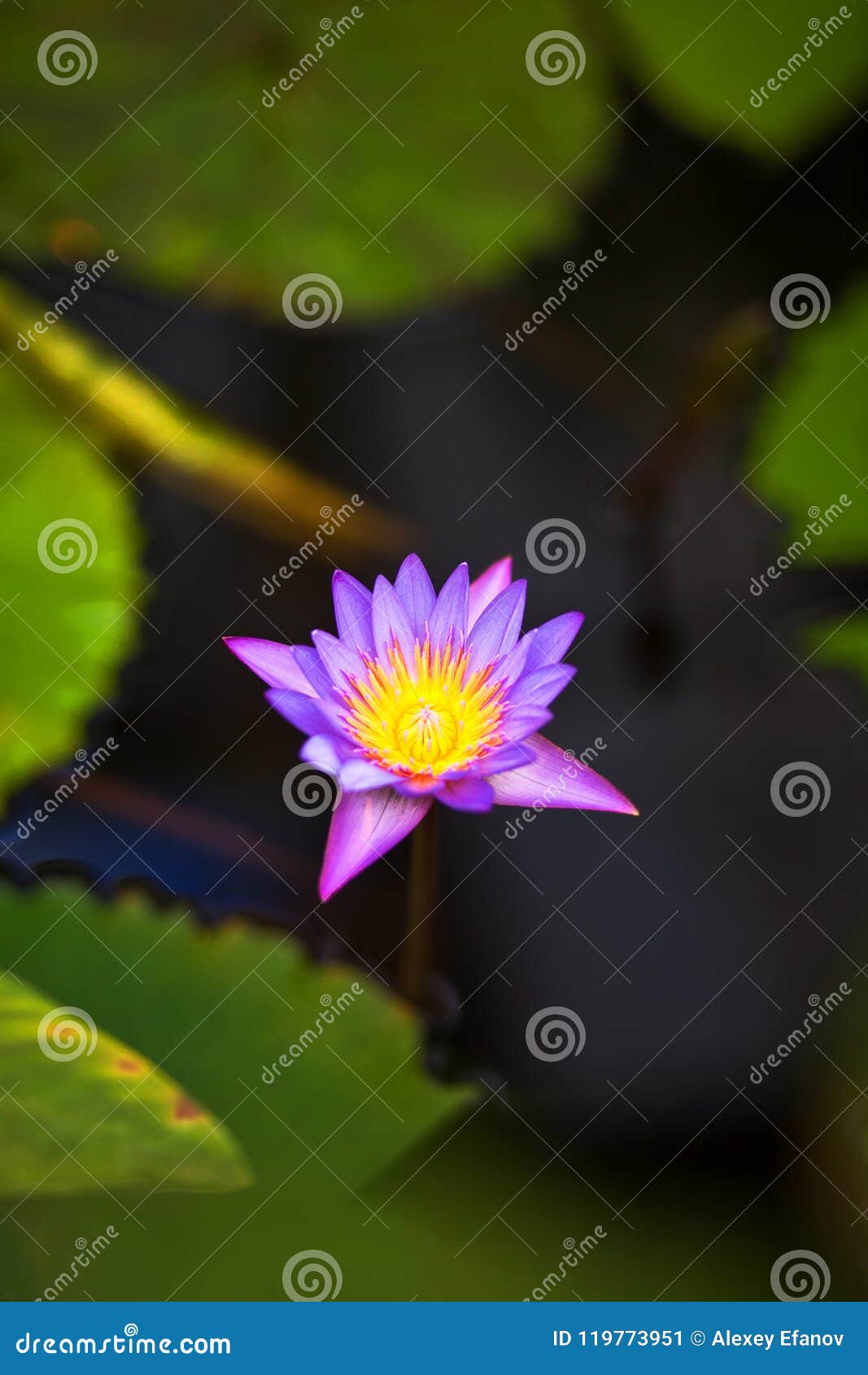 Lotus flower in the sun stock image. Image of countrye - 119773951