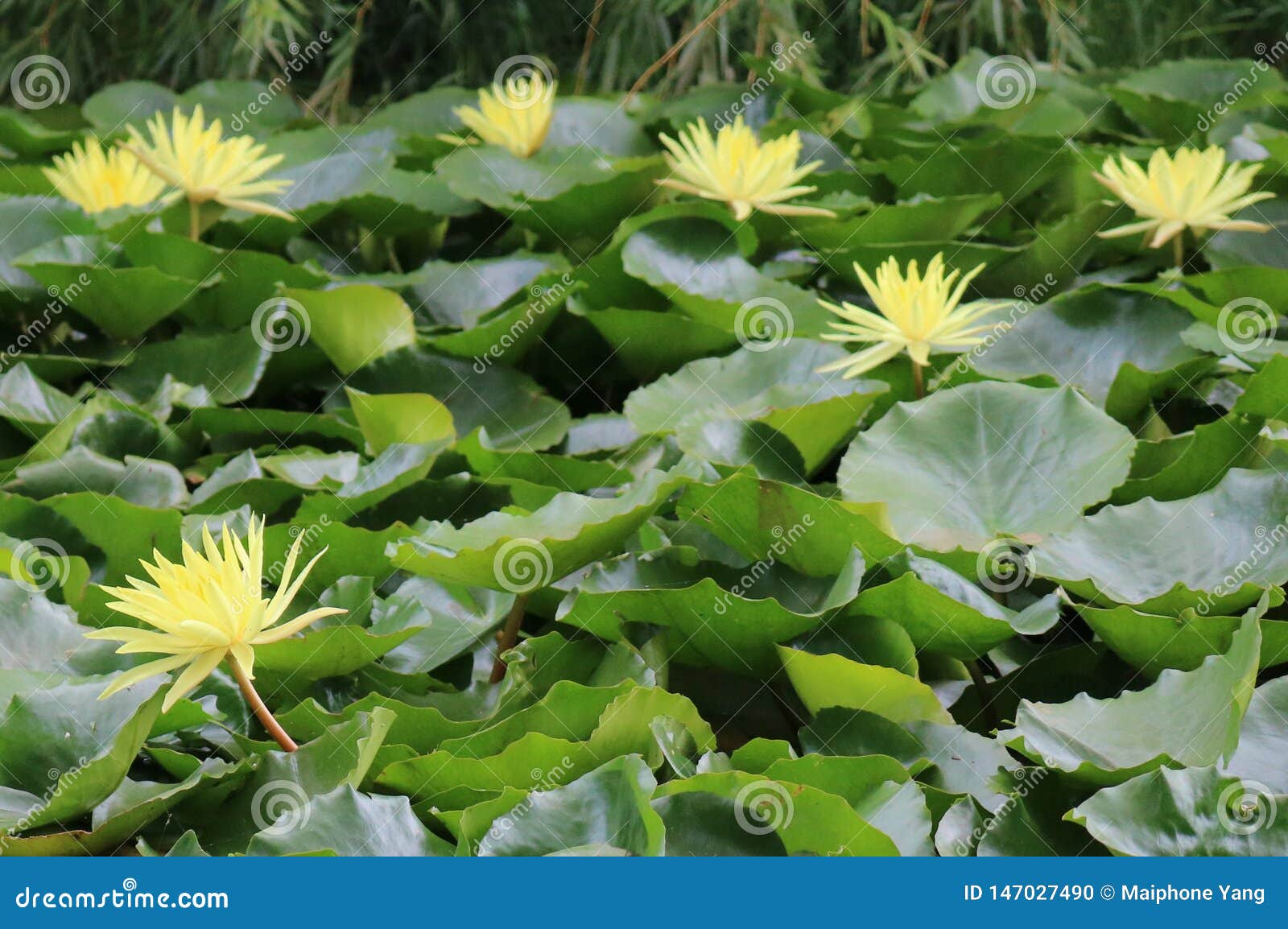 Lotus flower on a swamp stock photo. Image of color - 147027490