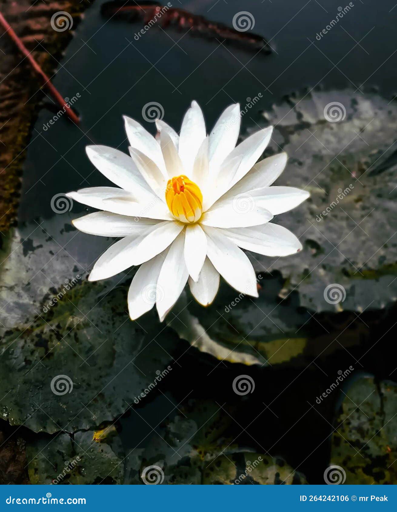 The Lotus Flower Symbol of Purity Stock Photo - Image of symbol, pury ...