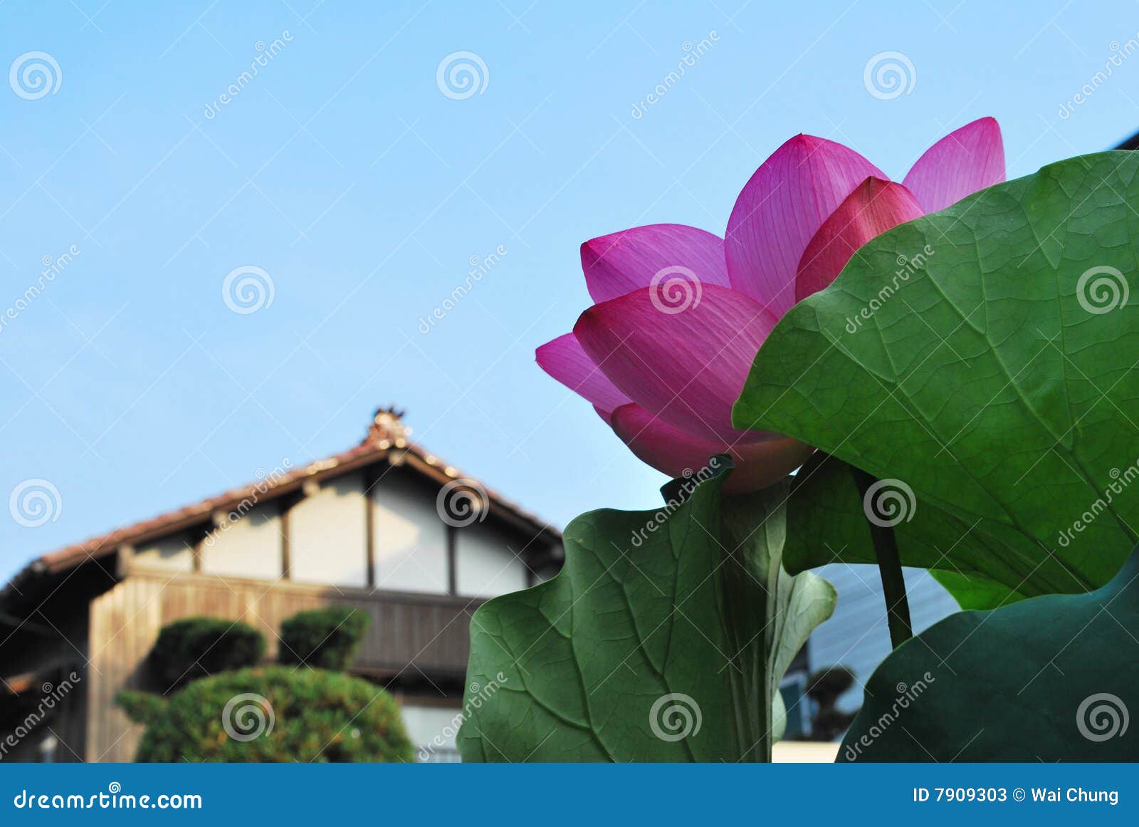 Lotus Flower with Temple Background Stock Image - Image of leaf, hope ...