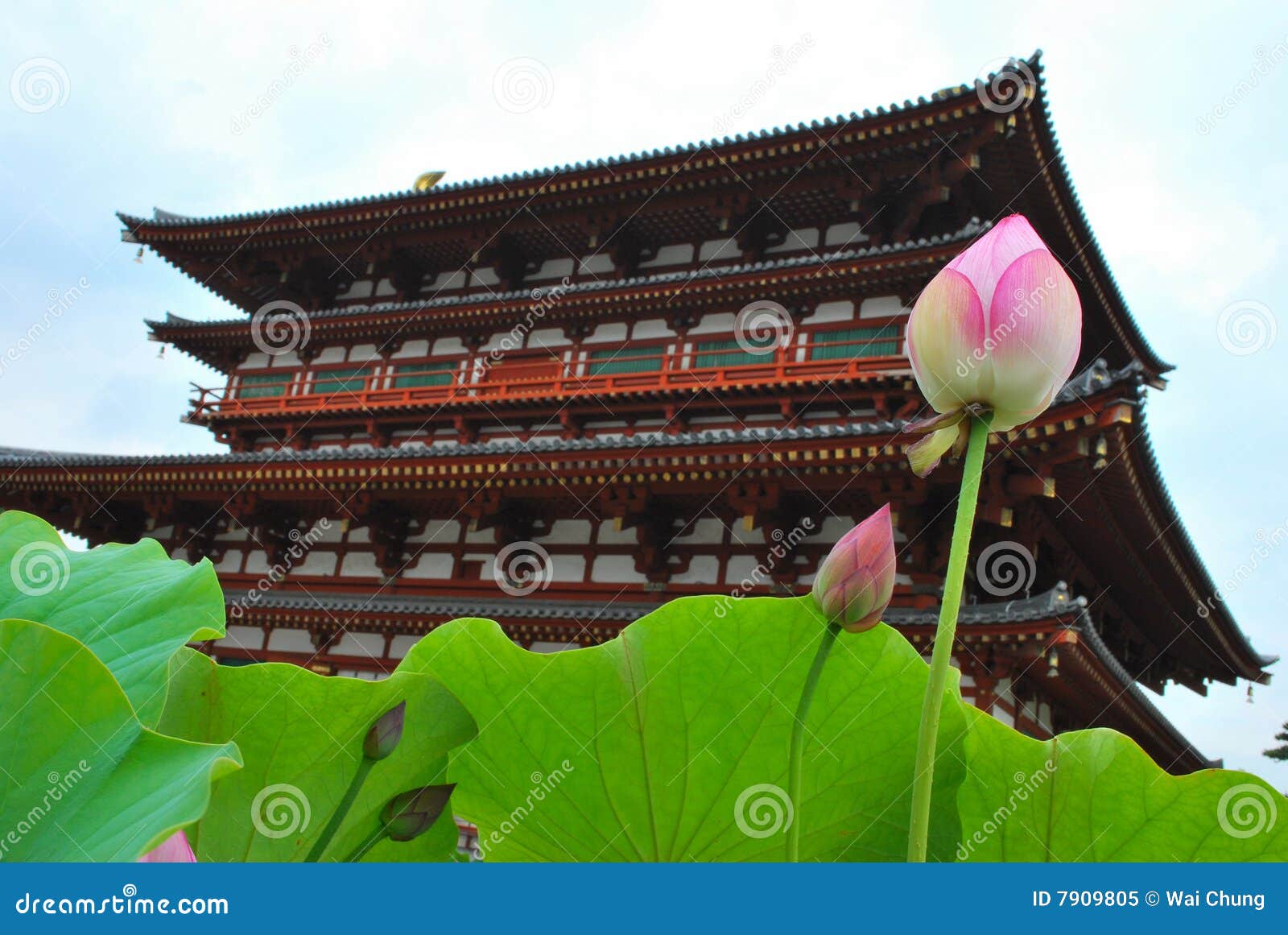 Lotus Flower with Temple Background Stock Image - Image of culture ...