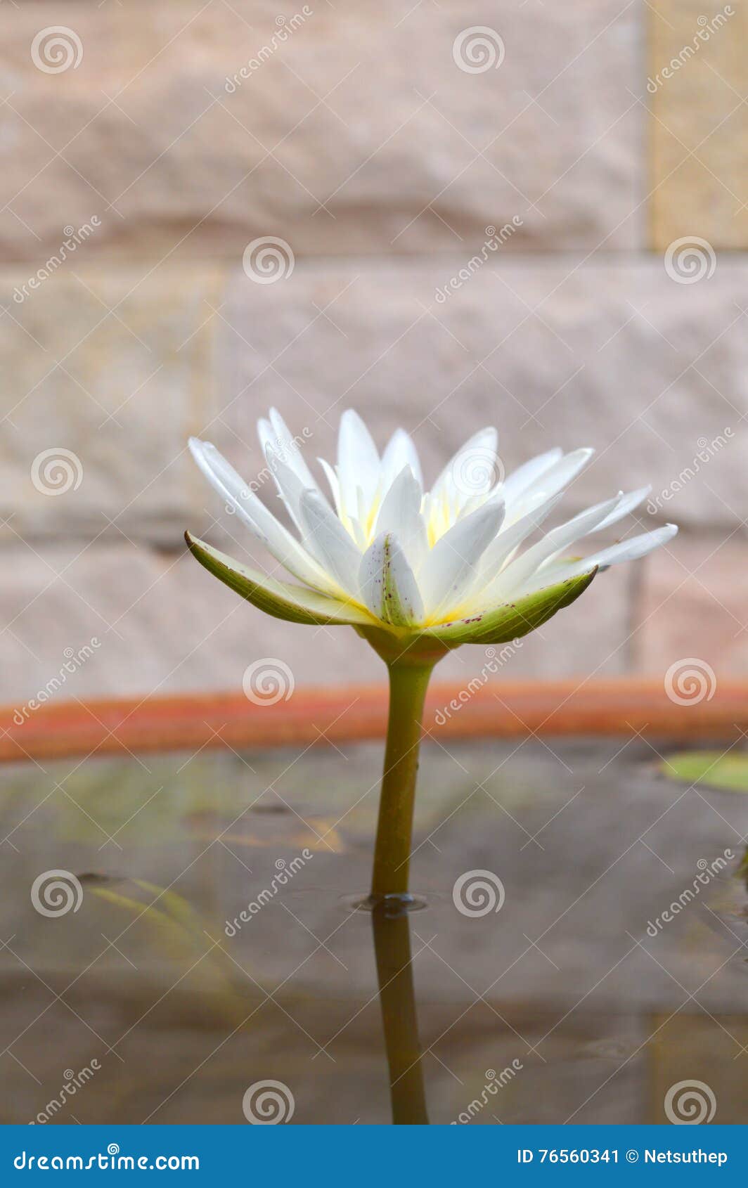 Lotus flower stock image. Image of nature, thailand, blossom - 76560341