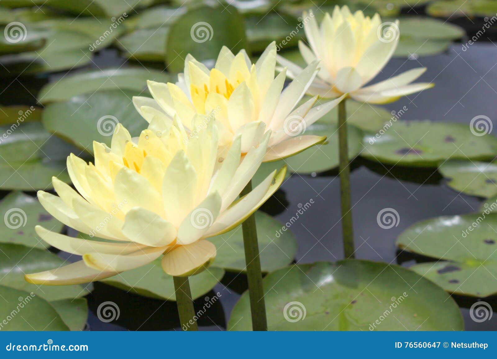 Lotus flower stock image. Image of flora, water, thai - 76560647