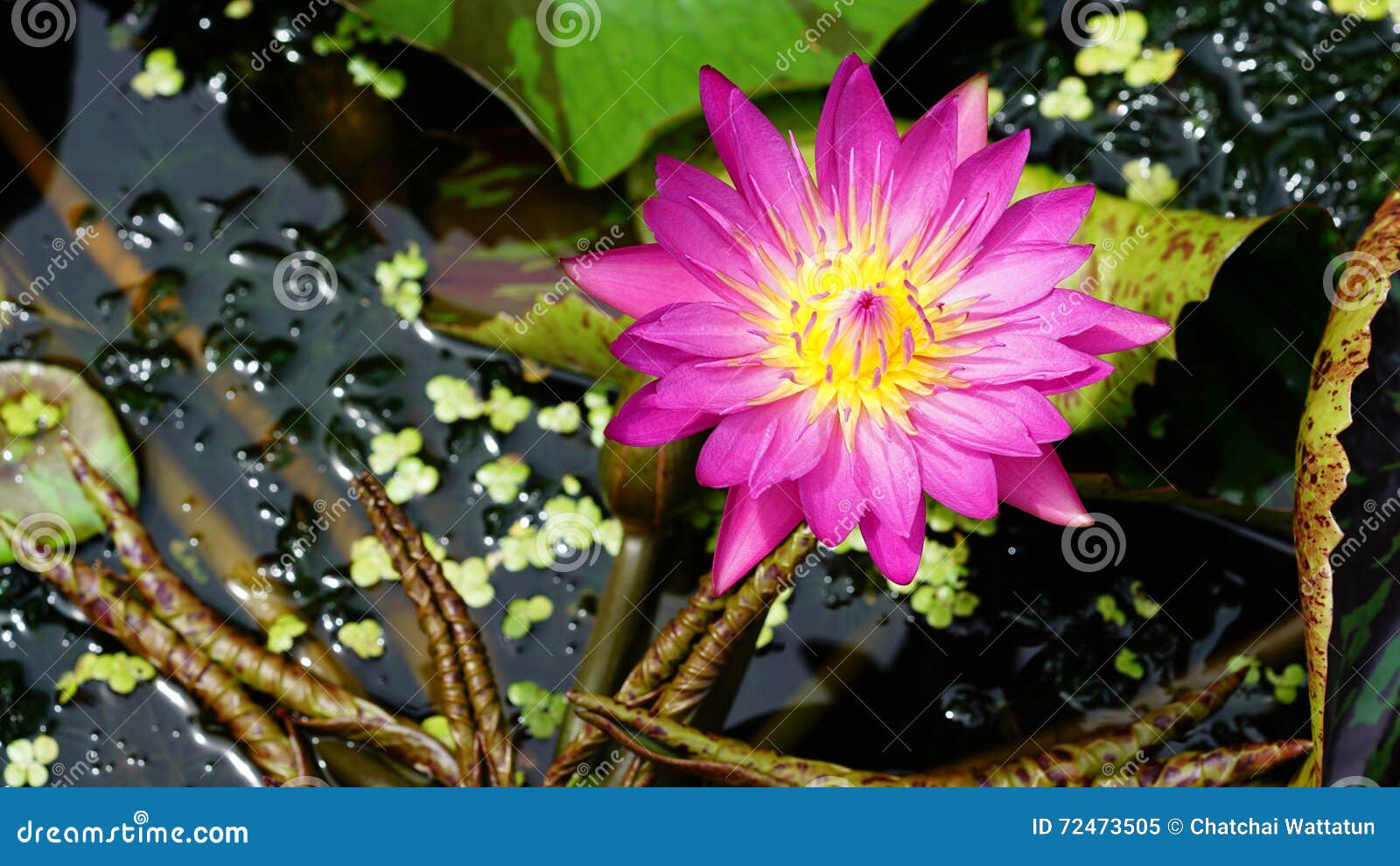 Lotus Flower stock image. Image of outdoor, green, plant - 72473505