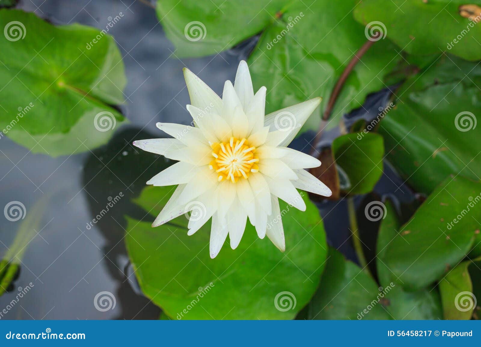 Lotus flower on top view stock image. Image of nature - 56458217