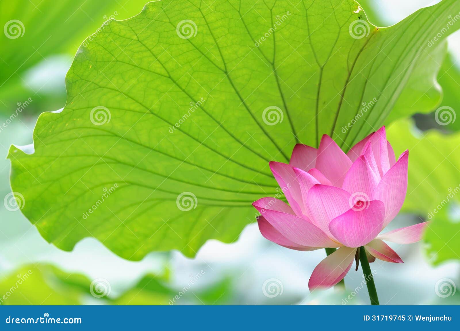 Lotus Flower Under the Lotus Leaf Stock Image - Image of beautiful ...