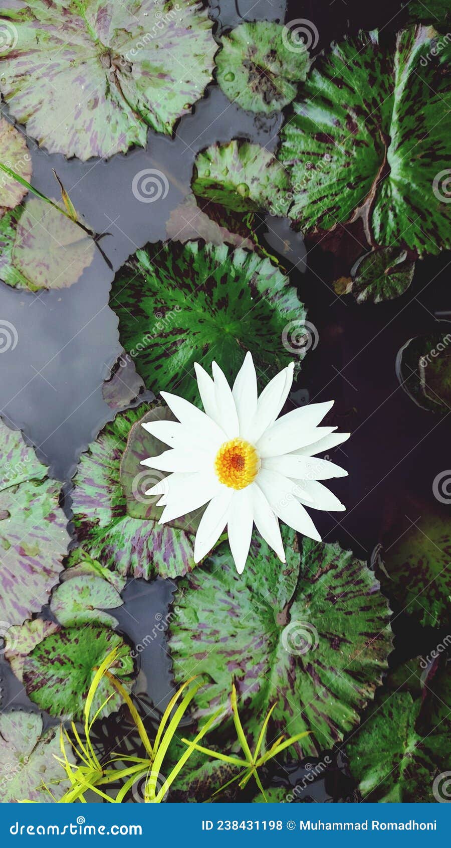 Lotus Flower on the water stock photo. Image of lotus - 238431198