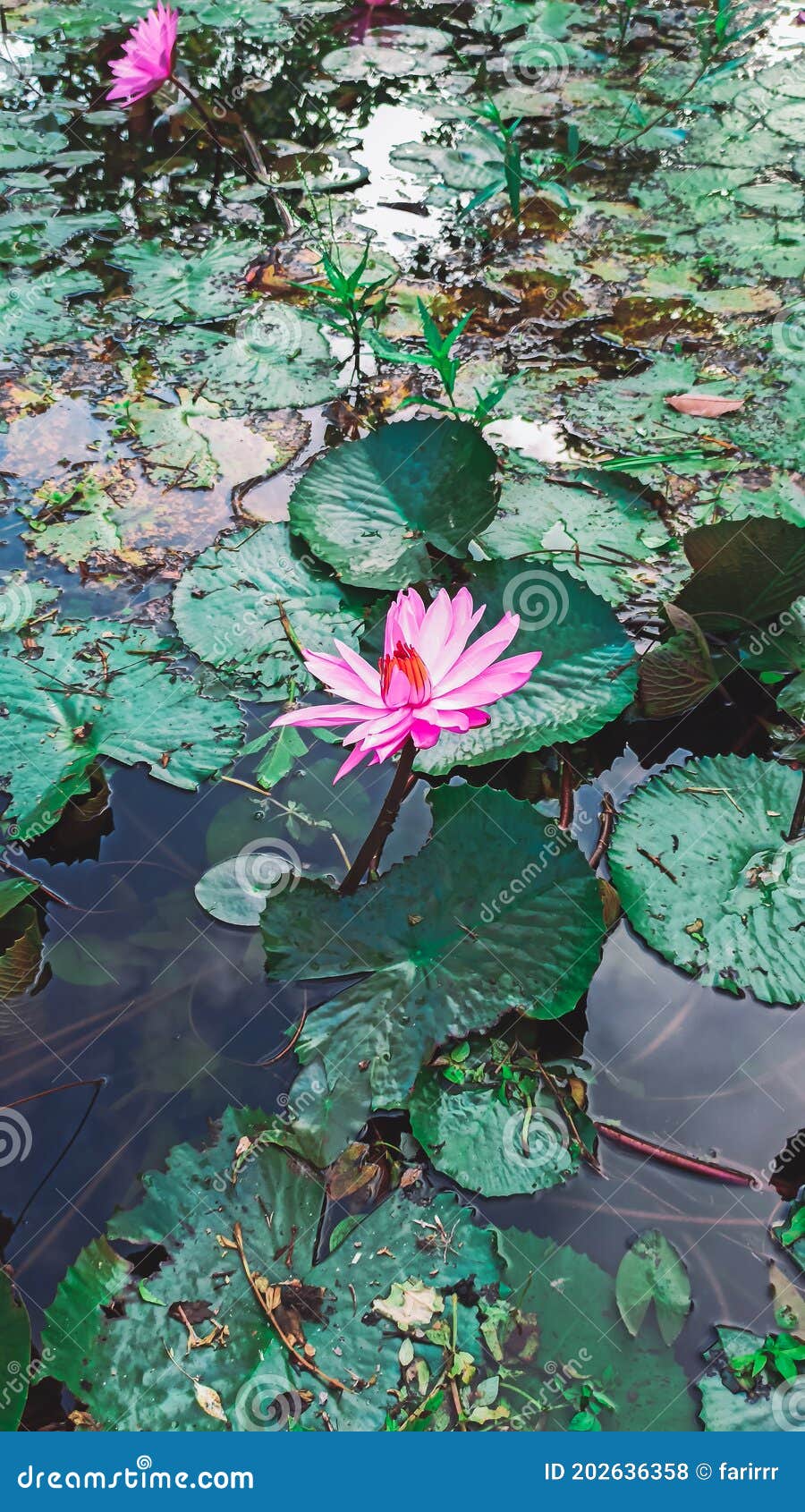 Lotus flower on the water stock photo. Image of flowers - 202636358
