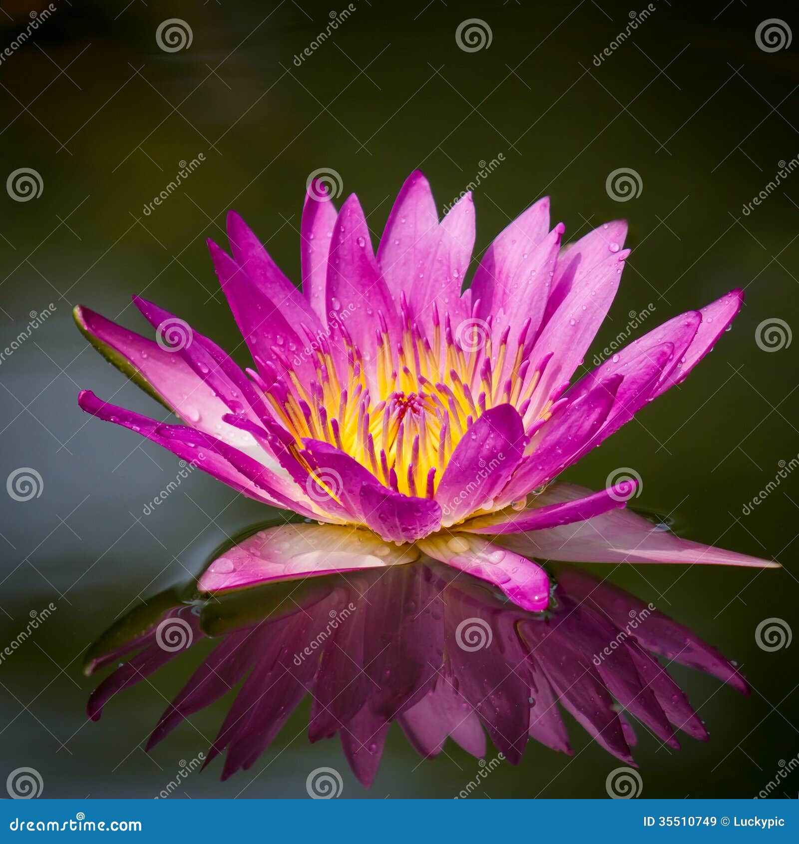 Lotus flower on the water stock image. Image of environment - 35510749
