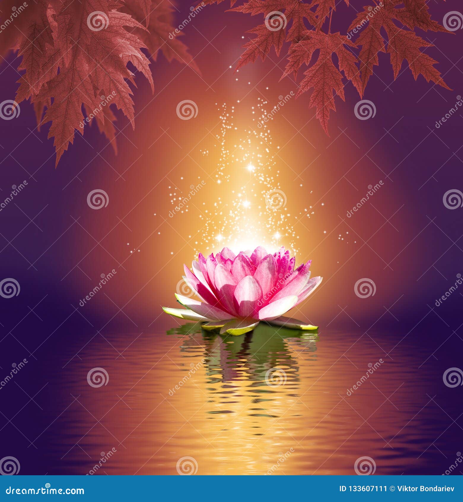 Lotus Flower on Water Closeup Stock Image - Image of bloom, clarity ...