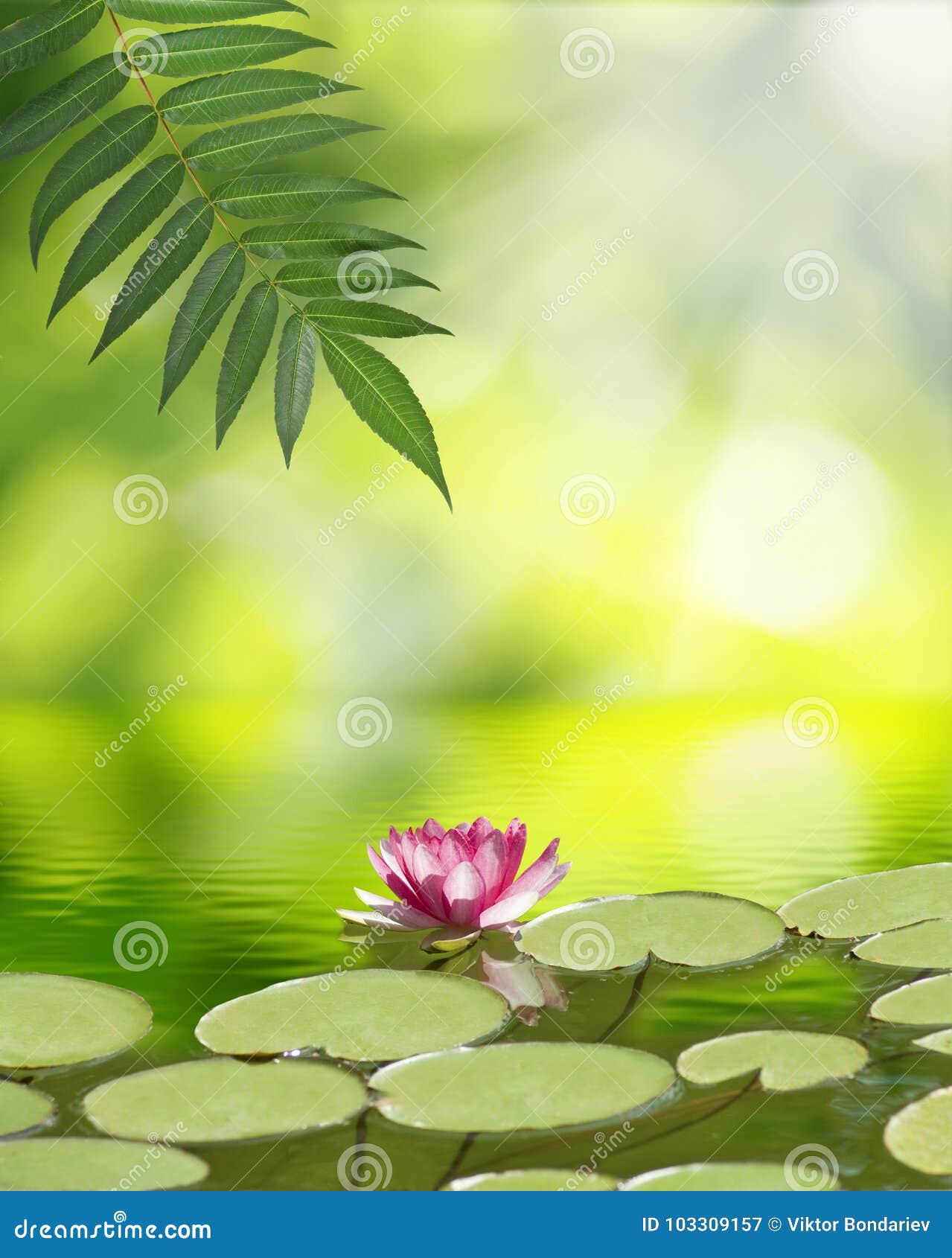 Lotus flower on the water stock image. Image of aquatic - 103309157