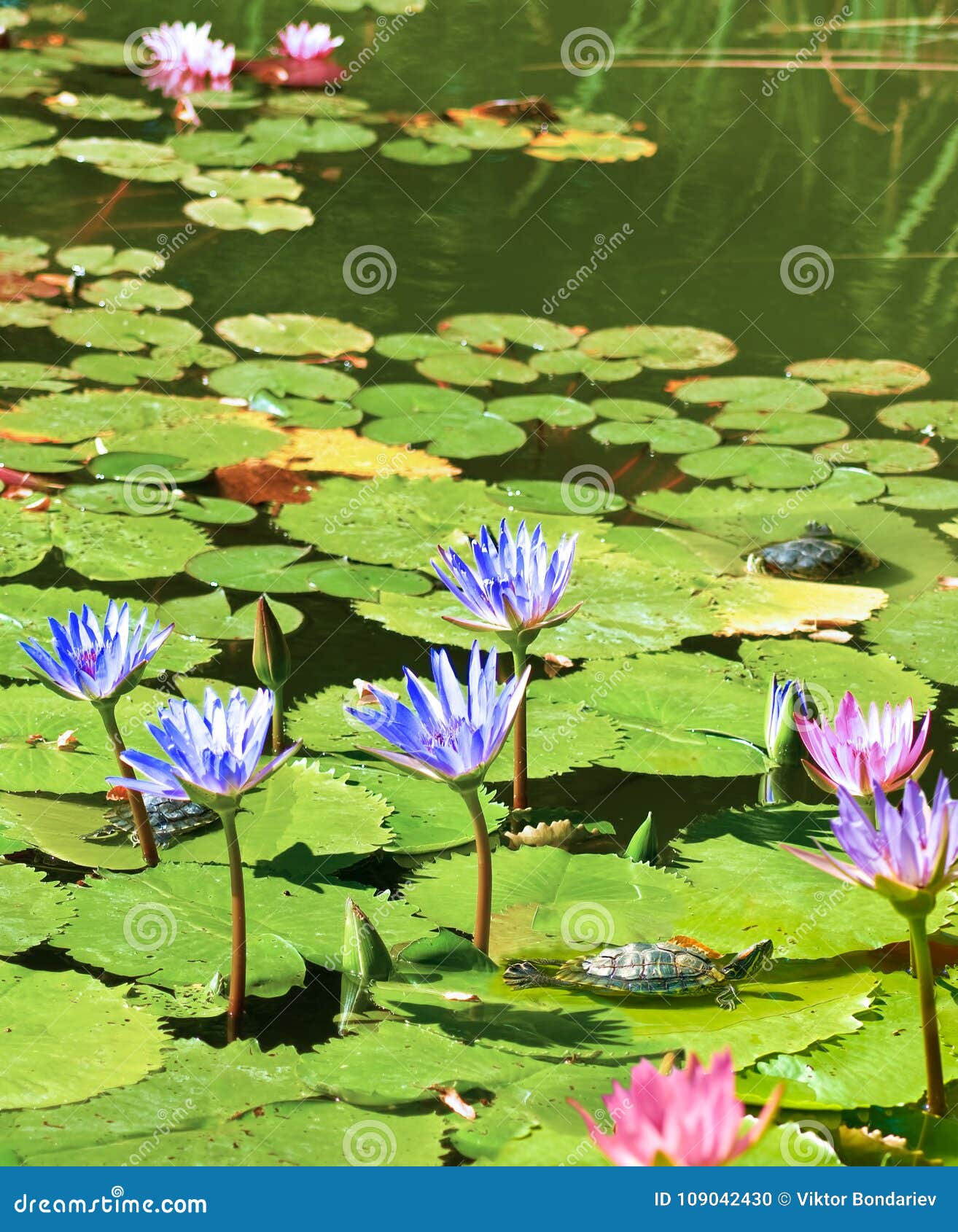 Lotus flower on the water stock photo. Image of bloom - 109042430