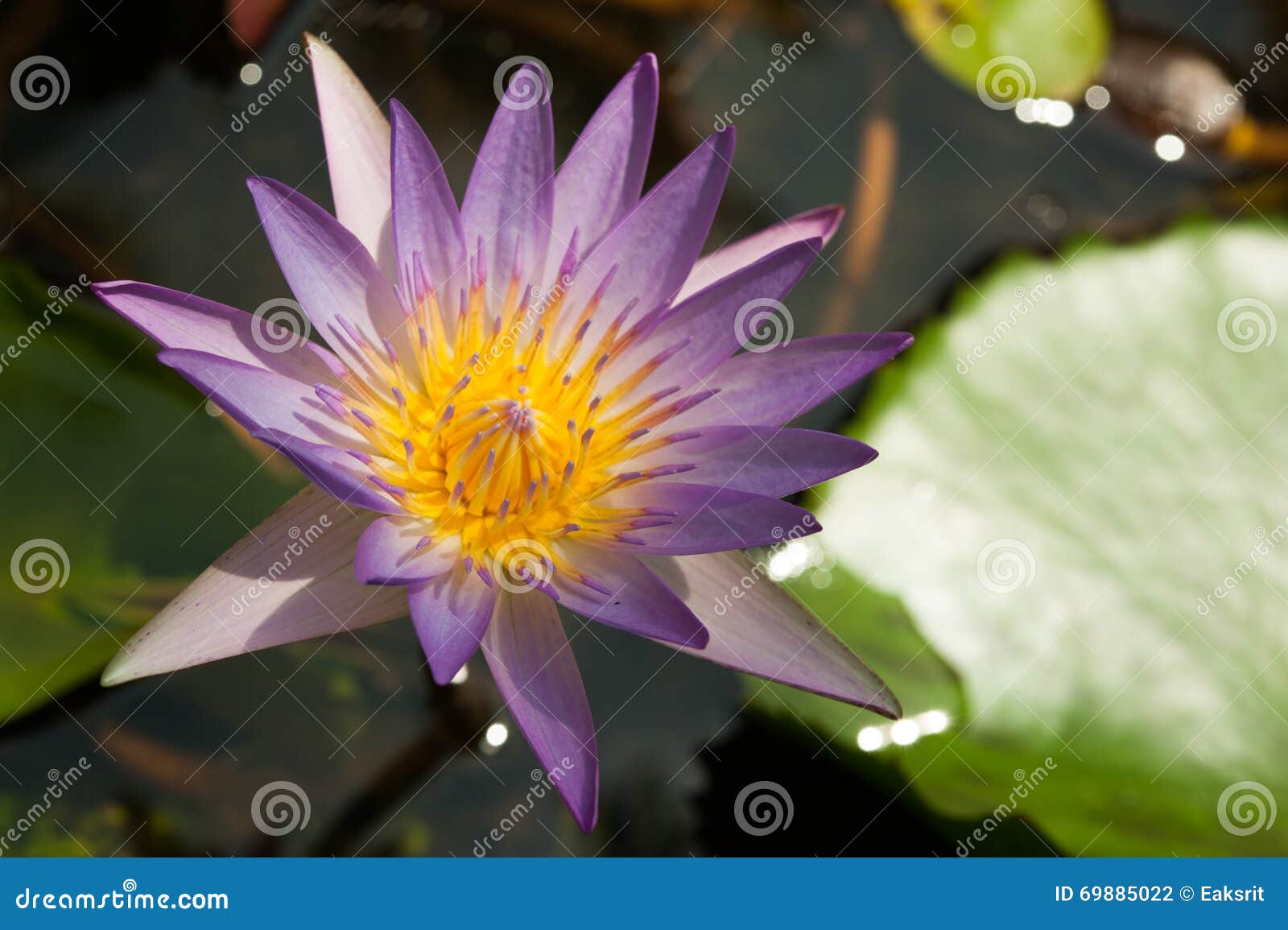 Lotus flower on water stock photo. Image of nature, pattern - 69885022