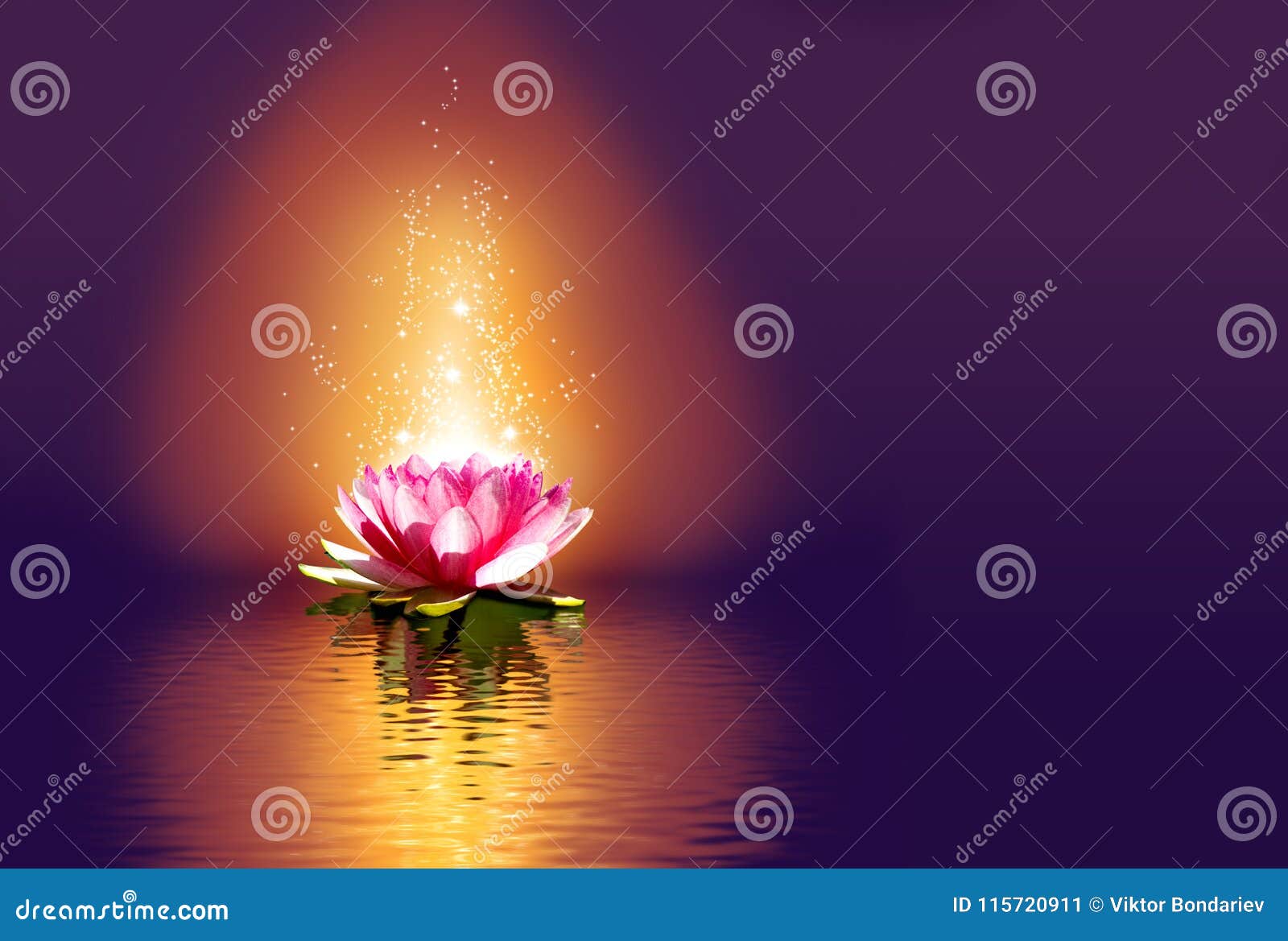 Image of a Lotus Flower on the Water at Night Stock Illustration ...