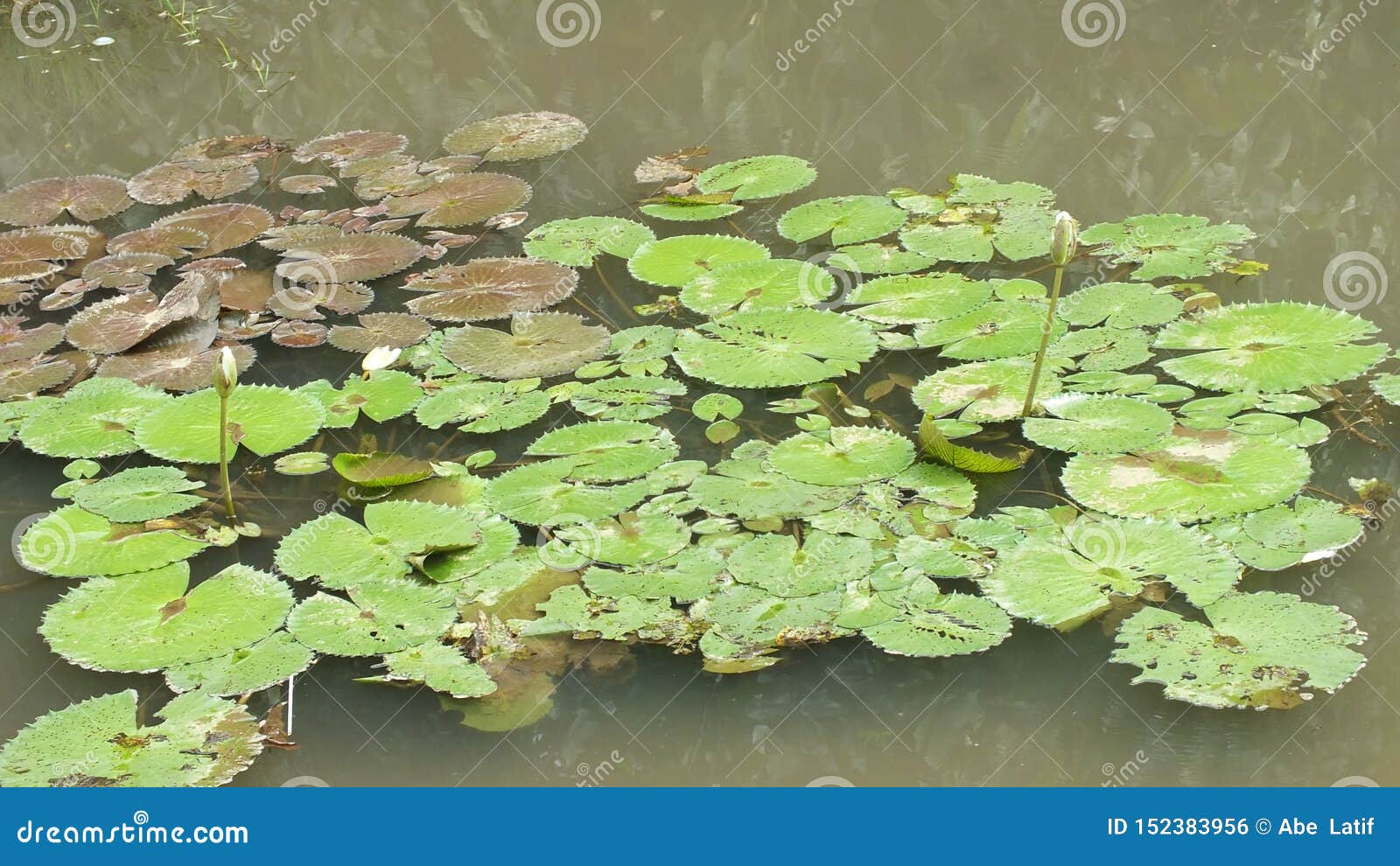 Lotus Flower, West Java Indonesia Stock Photo - Image of floral ...