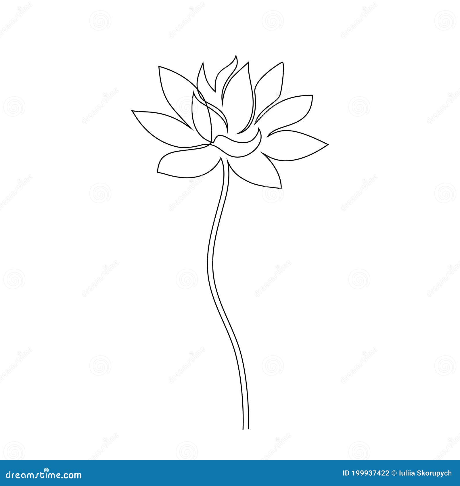 Lotus flower on white stock vector. Illustration of background - 199937422