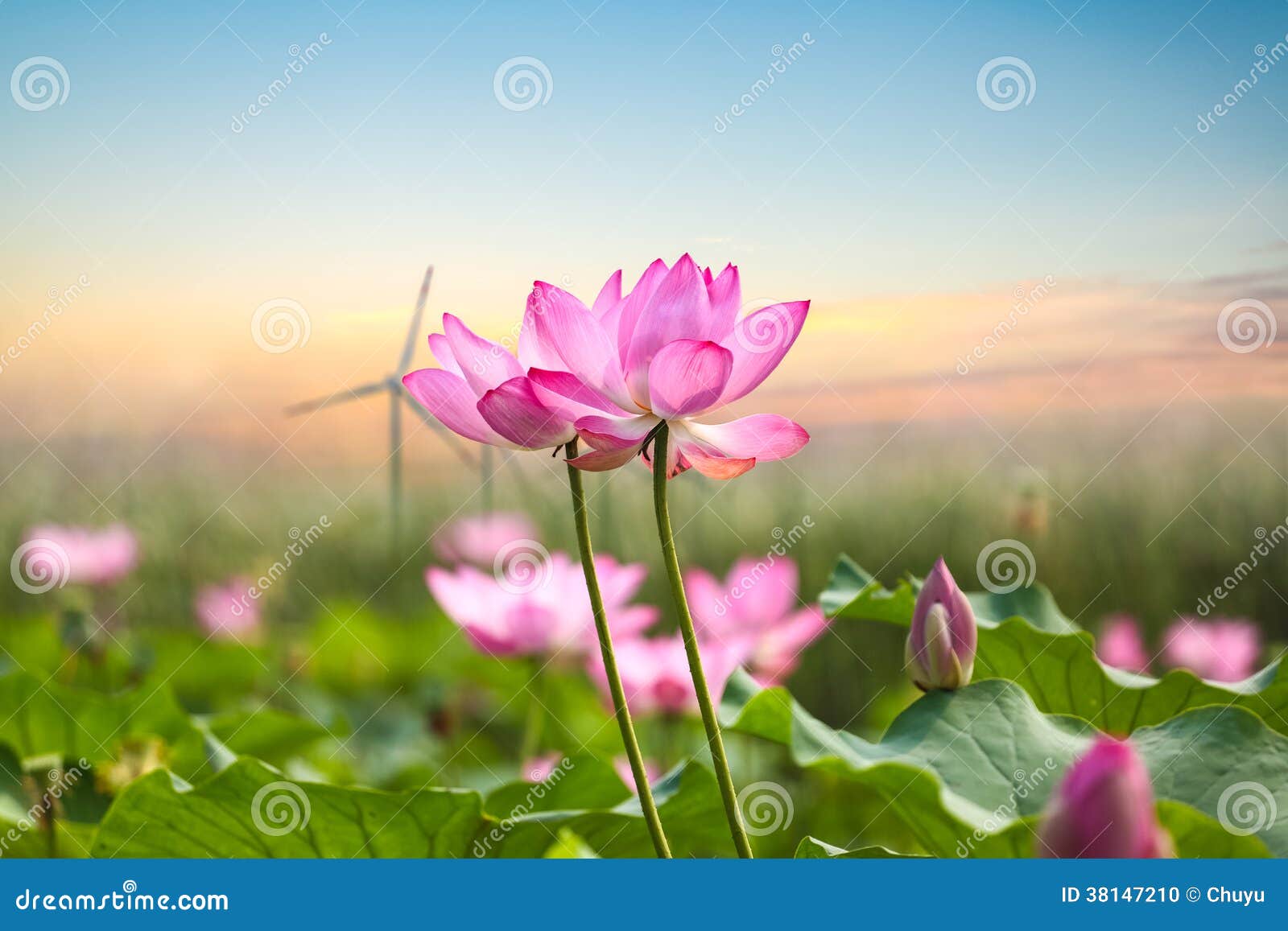 10,580 Flower Petal Wind Stock Photos - Free & Royalty-Free Stock ...