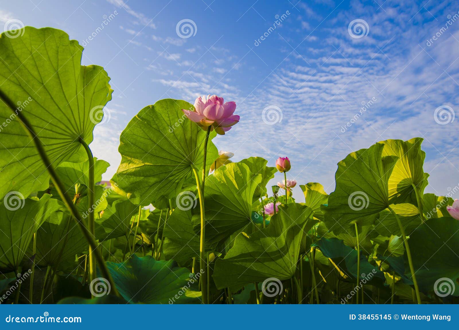 113 Mirrored Lotus Stock Photos - Free & Royalty-Free Stock Photos from ...