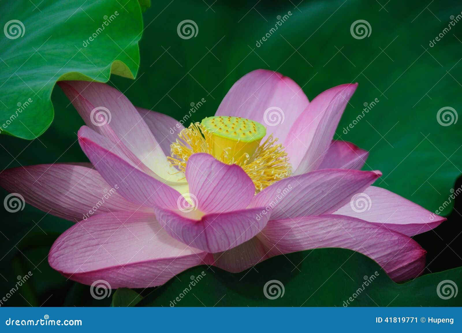 Lotus Flowers image stock. Image du attrayant, exotique - 41819771