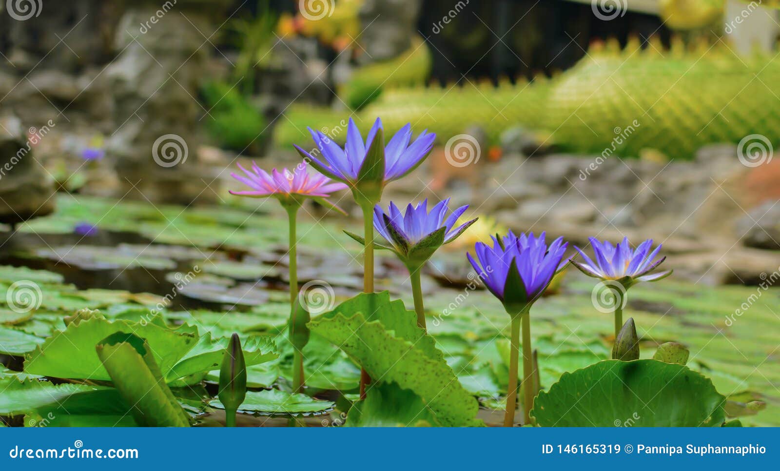 Lotus Flowers Bloom in the Pool Stock Image - Image of beautiful, city ...