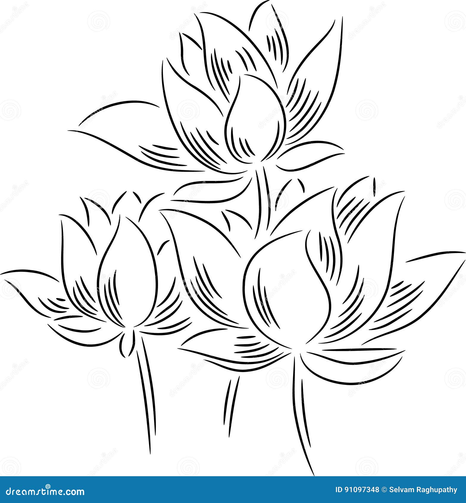 Lotus flowers stock vector. Illustration of lake, beauty - 91097348