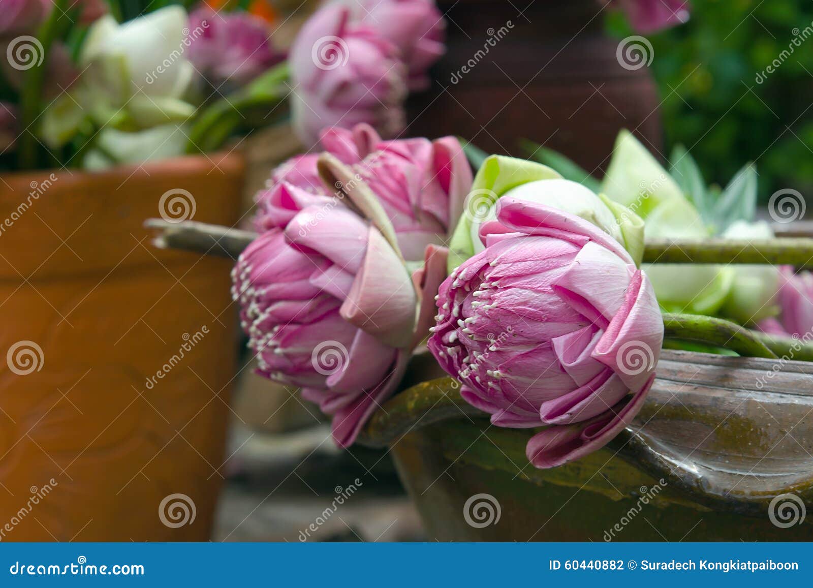 Lotus Flowers in a Container for Praying and Worship Stock Photo ...