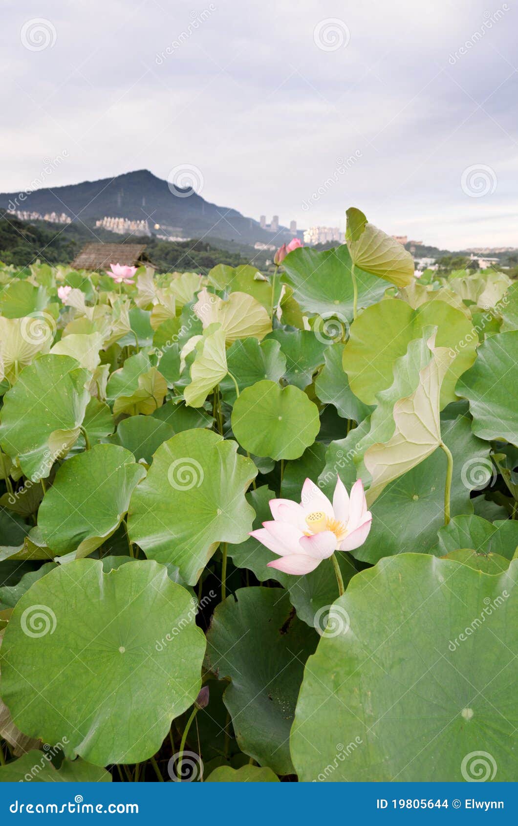 Lotus flowers farm stock photo. Image of calm, calmness - 19805644