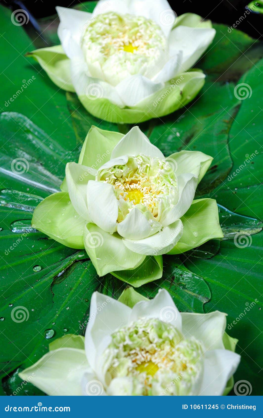 Lotus Flowers Floating in a Pond Stock Image - Image of drops, aquatic ...
