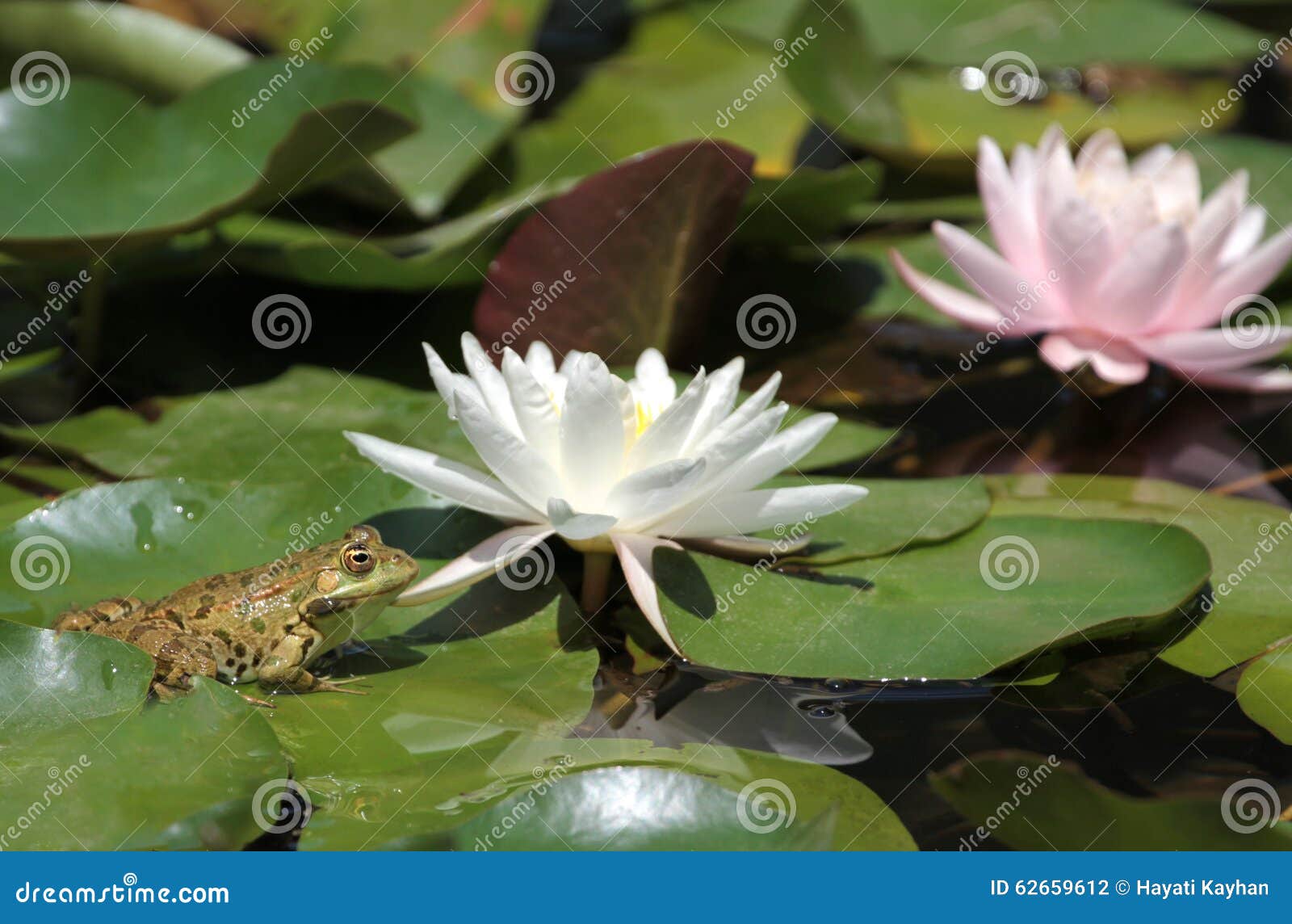 Lotus flowers and a frog stock photo. Image of blossom - 62659612