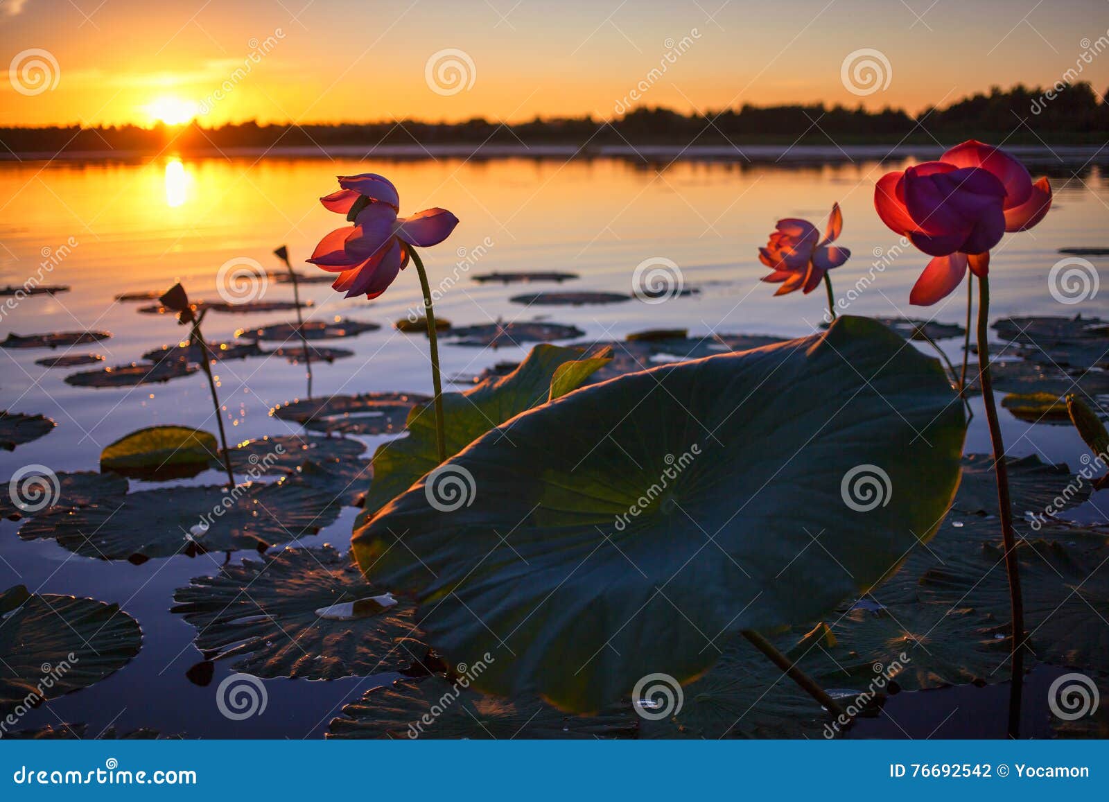 Lotus flowers on a lake stock photo. Image of lotus, sunset - 76692542