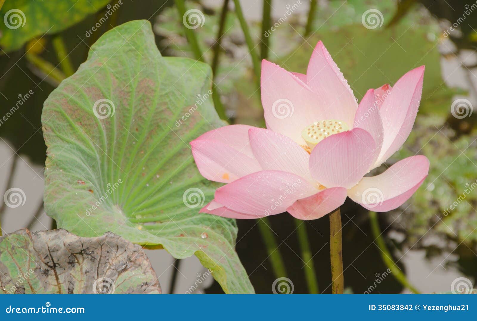 Lotus stock photo. Image of detail, pink, late, water - 35083842