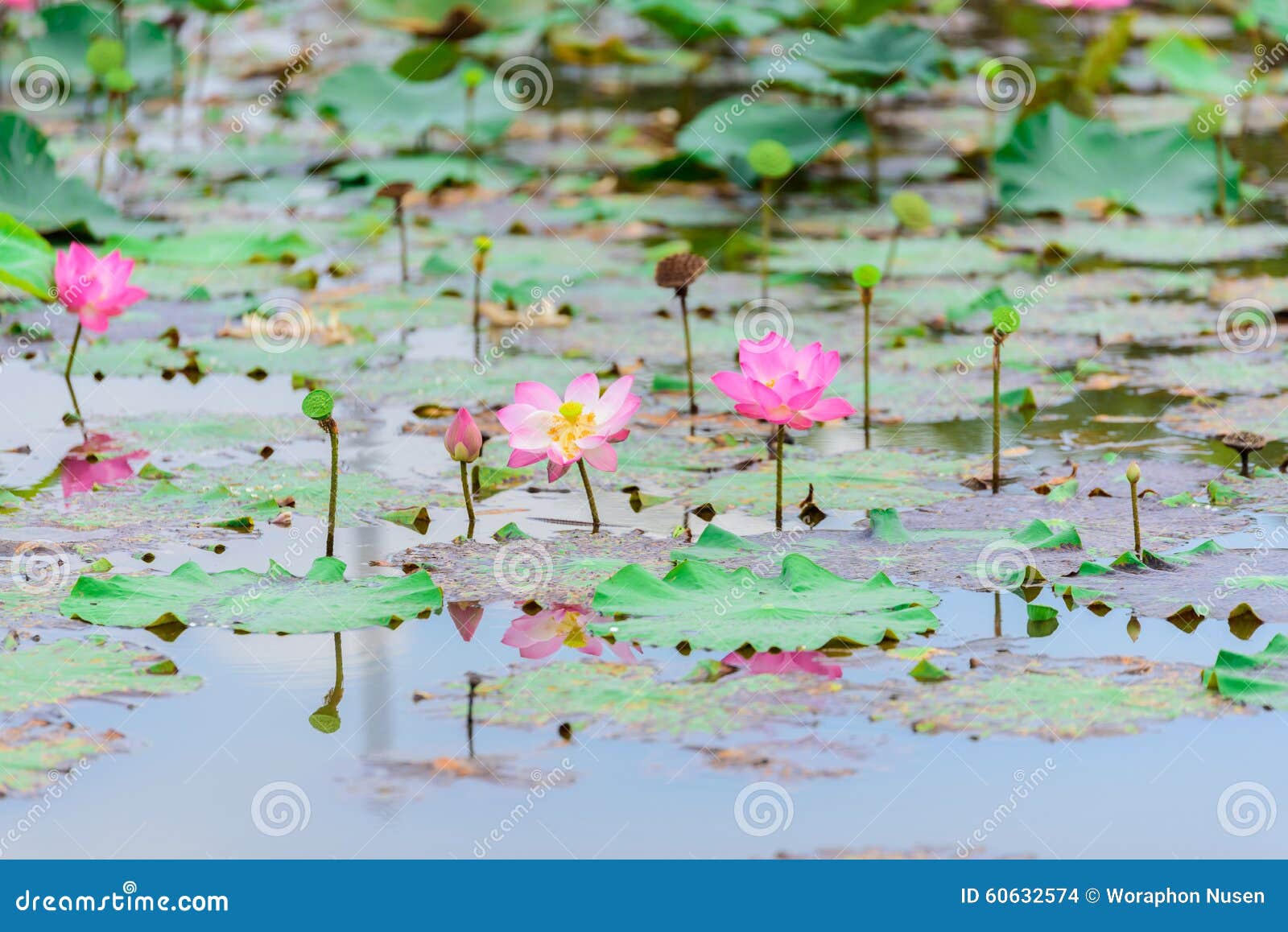 Lotus flowers stock photo. Image of freshness, concept - 60632574