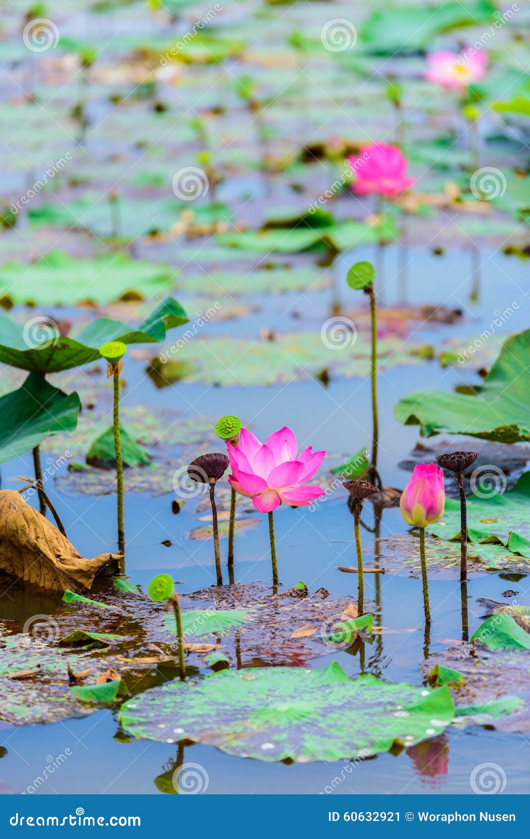 Lotus flowers stock image. Image of foliage, lotus, head - 60632921