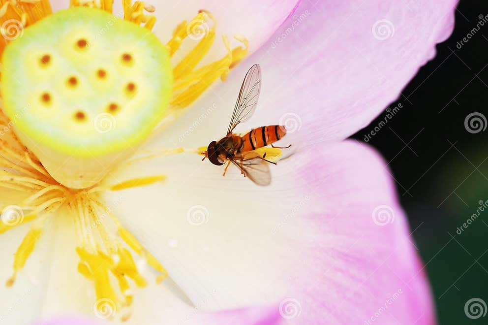 Lotus and fly stock image. Image of water, kind, lake - 4626927