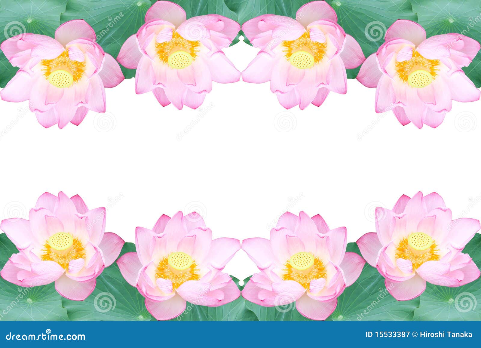 Lotus Frame Royalty Free Stock Photography - Image: 15533387