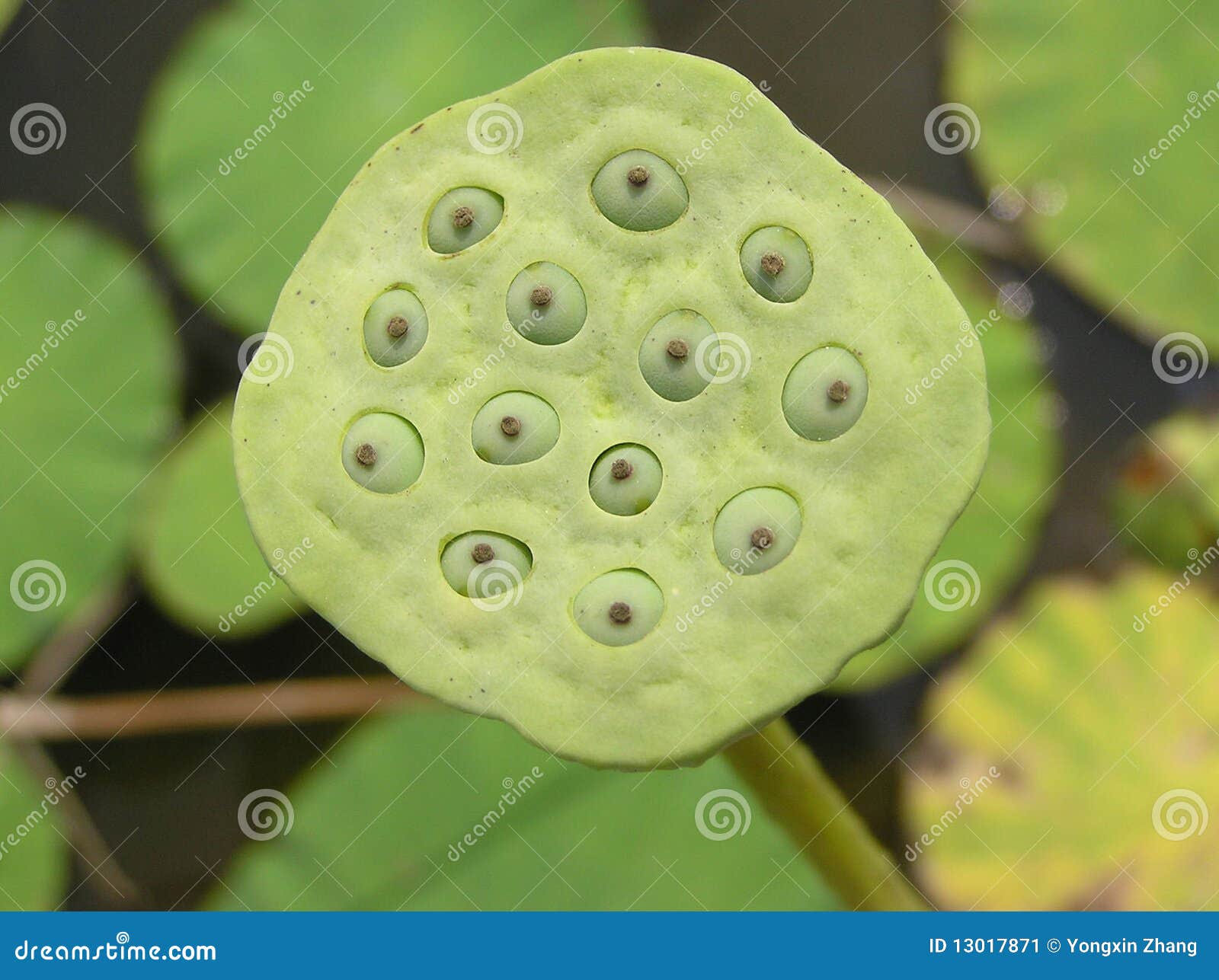 Lotus fruit stock image. Image of life, still, green - 13017871