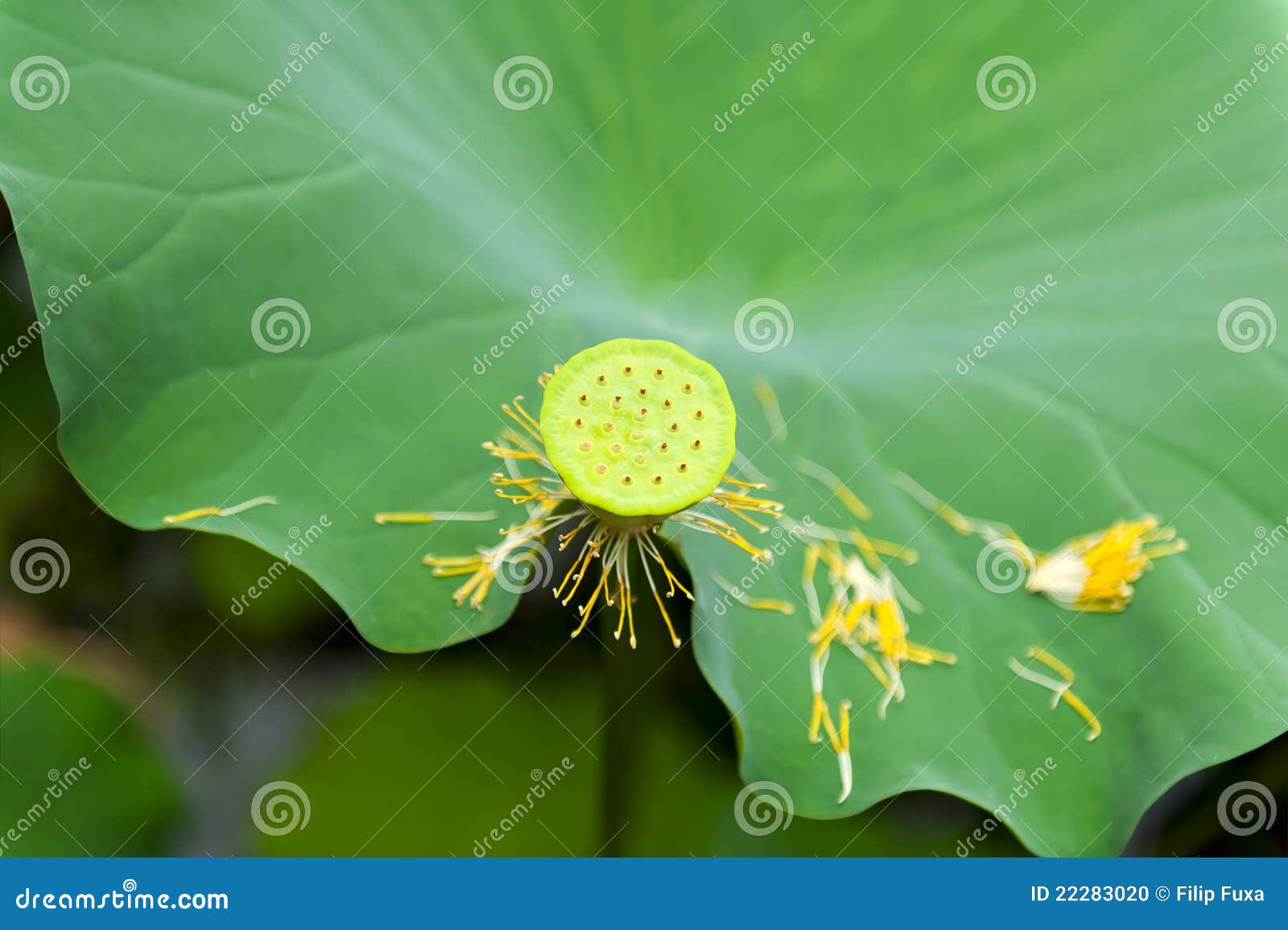 Lotus fruit stock photo. Image of food, leaves, lily - 22283020
