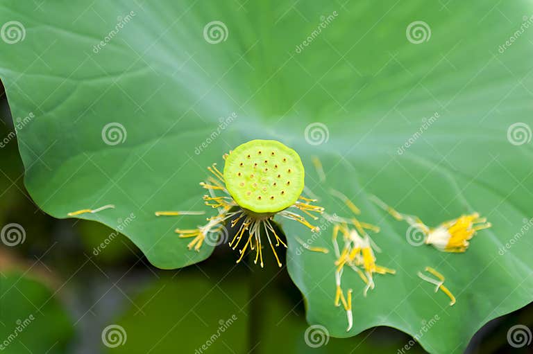 Lotus fruit stock photo. Image of food, leaves, lily - 22283020