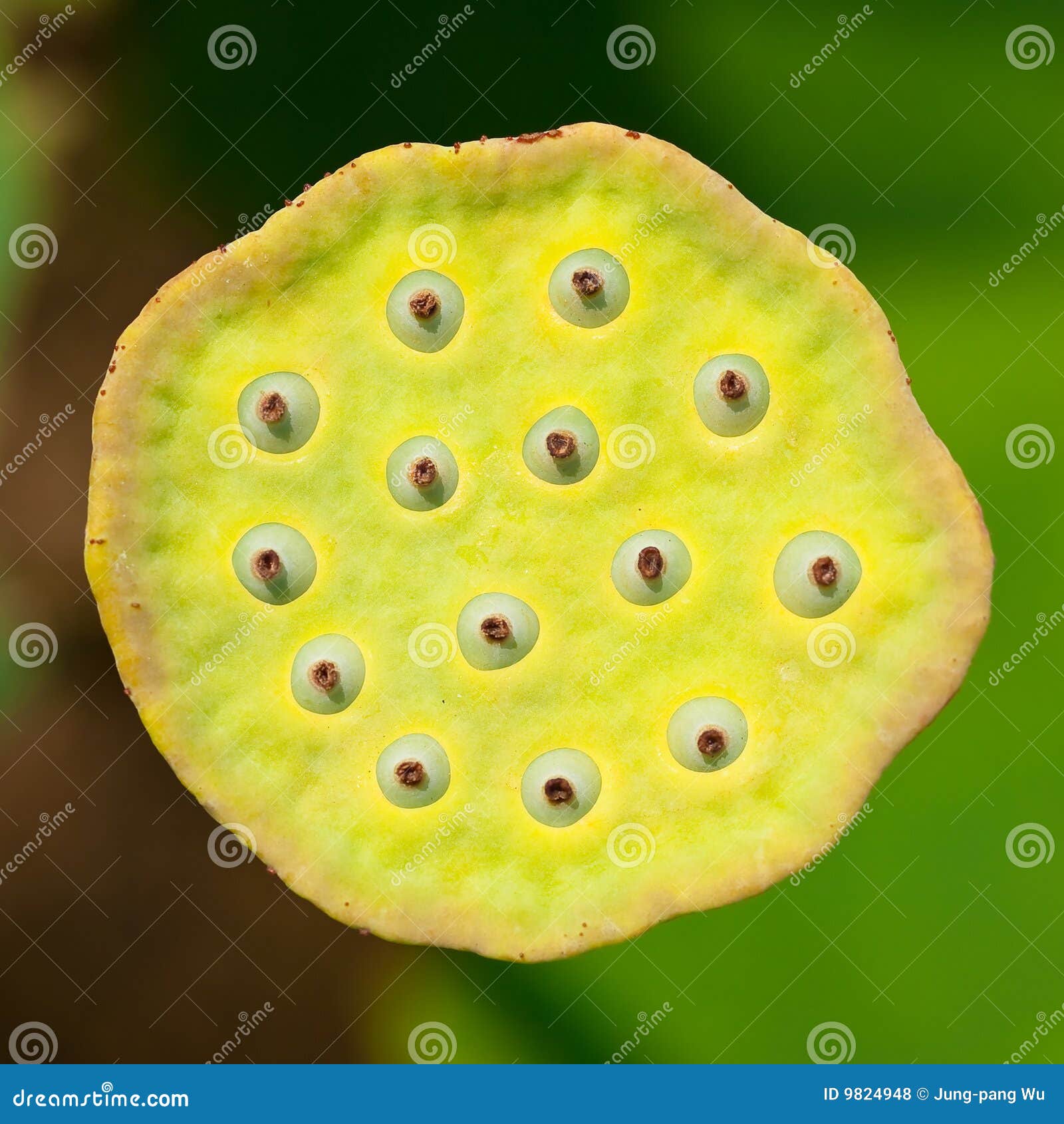 Lotus Fruit stock photo. Image of fresh, seeds, green - 9824948