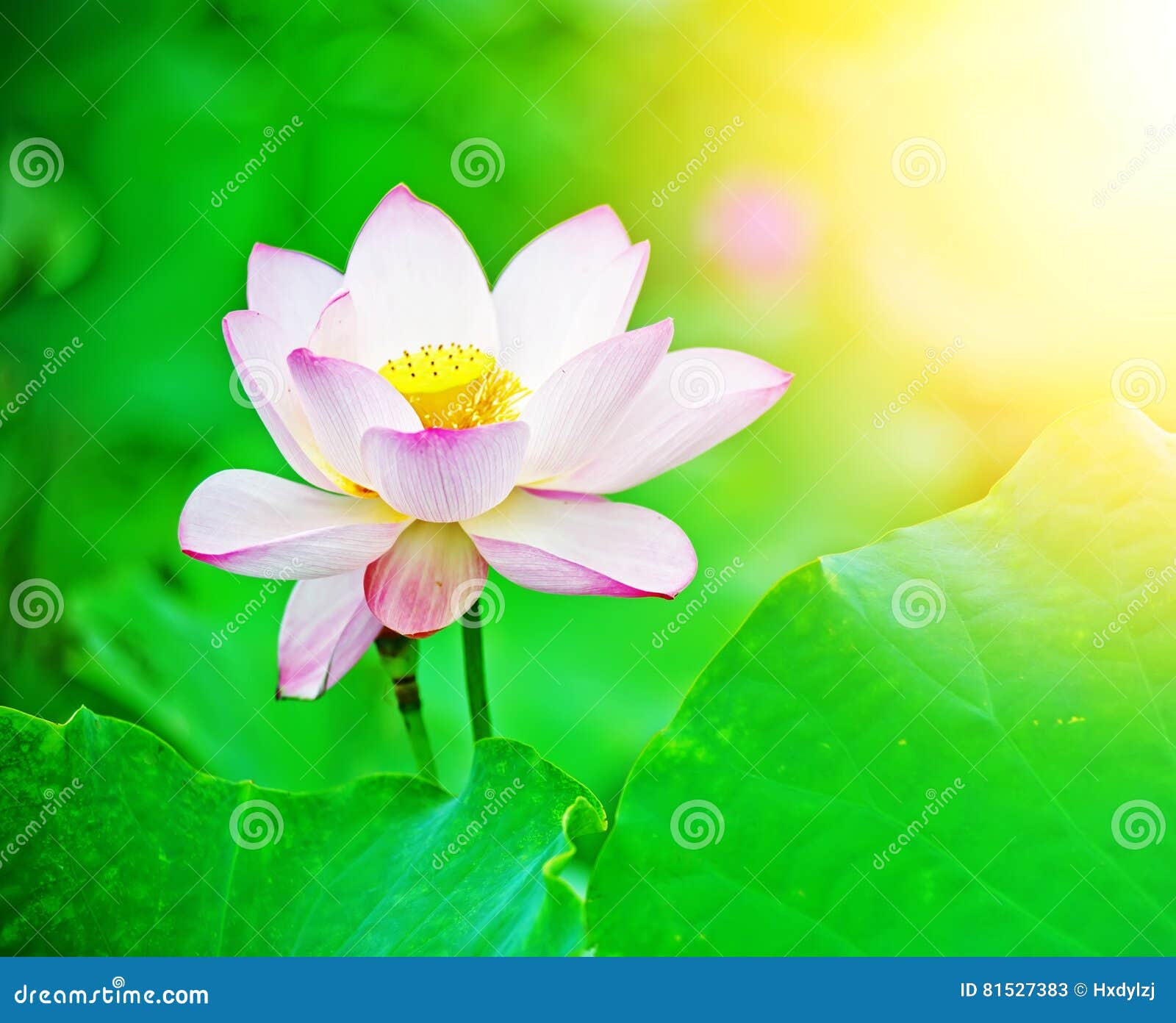 Lotus in Full Bloom in the Summer Stock Image - Image of leaf, pink ...