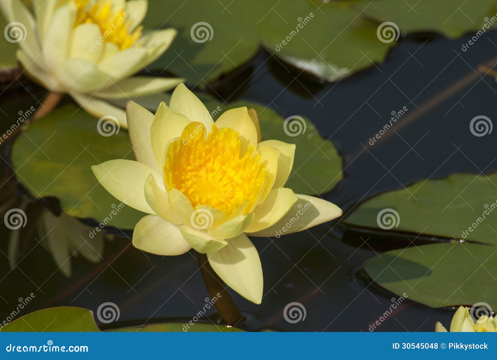 Lotus-gele bloem stock foto. Image of bloem, idyllisch - 30545048