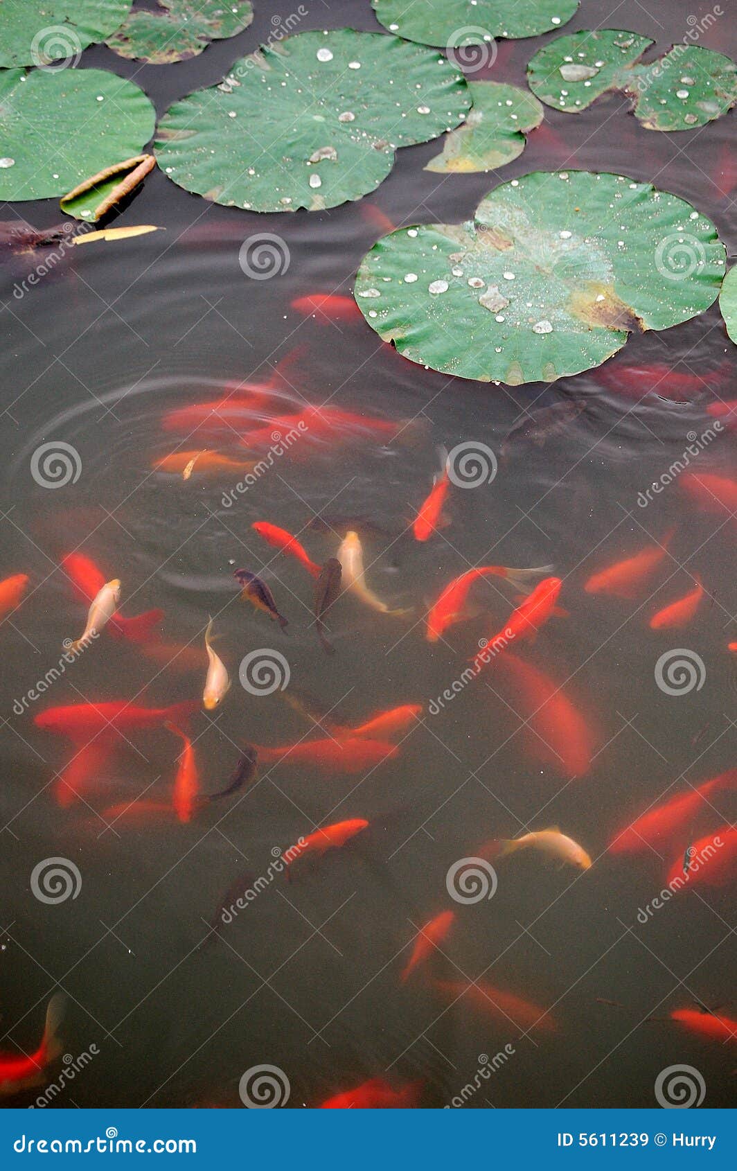Lotus and gold fish stock image. Image of swimming, drop - 5611239