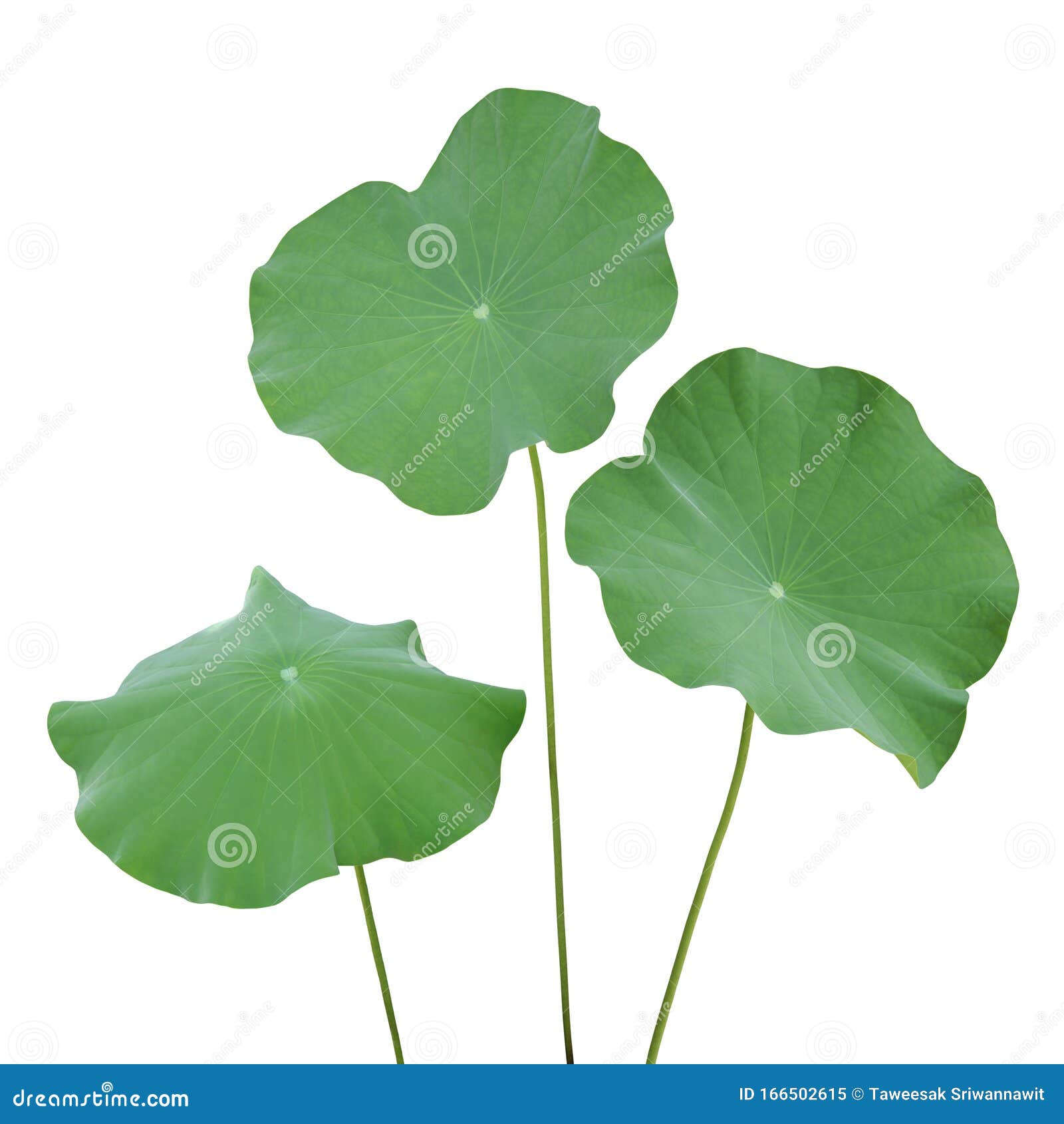 Lotus Leaves Stock Photos - Download 31,083 Royalty Free Photos