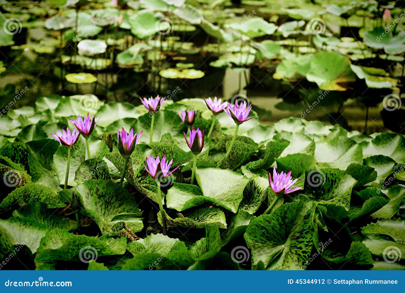 The lotus groups on canal stock photo. Image of nature - 45344912